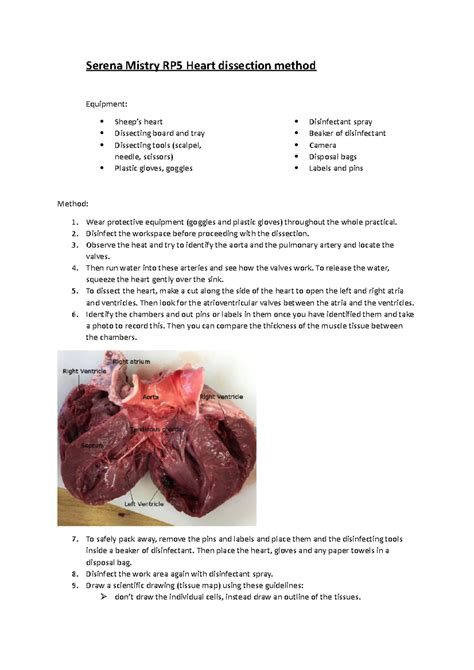Image result for Heart Dissection