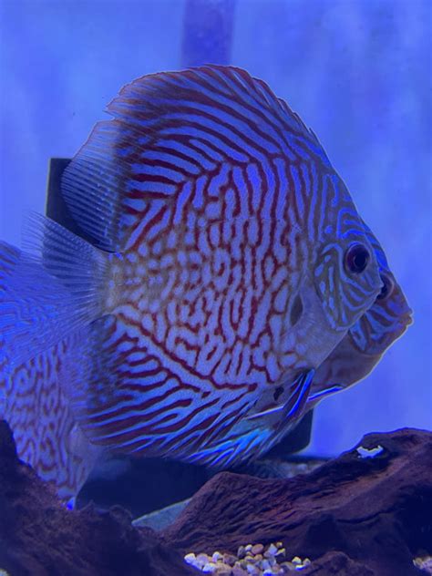 Image result for Discus vs Angelfish