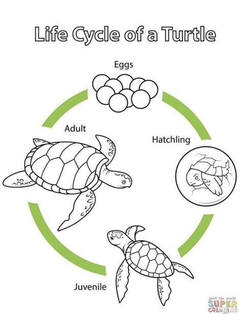 Image result for Turtle Life Cycle Free Printable