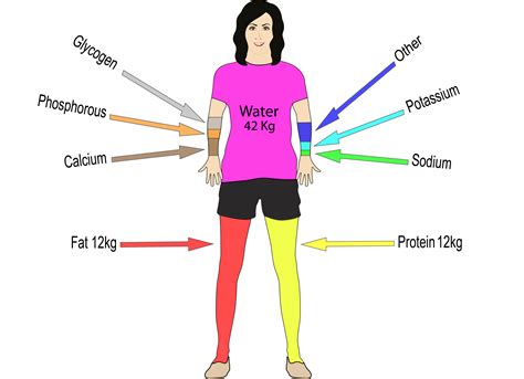 Image result for Types of Body Composition