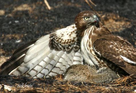 Image result for Red Tail Hawk Caatching Squirrel