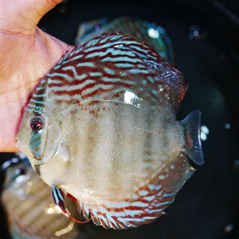 Image result for Royal Blue Discus