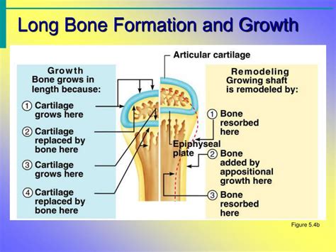 Image result for Major Events of Bone Formation