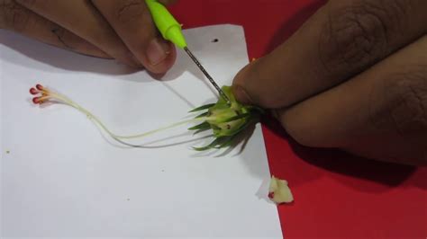 Image result for Hibiscus Flower Dissection