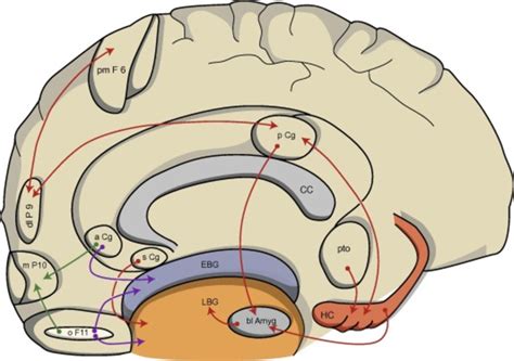 Image result for Extrapyramidal Cortex