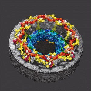 Image result for Nuclear Pore Complex Super Resolution