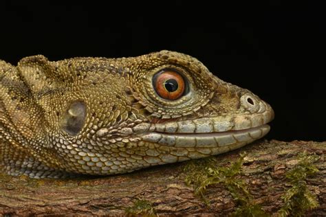 Image result for Lizard Face