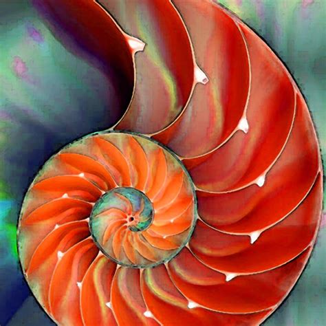 Image result for Nautilus Shell Art
