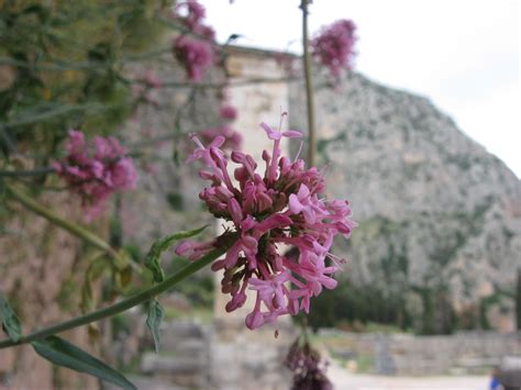 Image result for Delphi Tree Pic