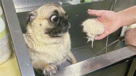 Image result for Most Expensive Discus Fish