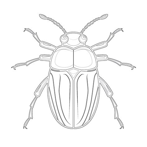 Image result for Insects Coloring Pages
