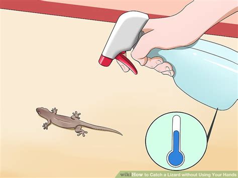 Image result for How to Catch a Lizard