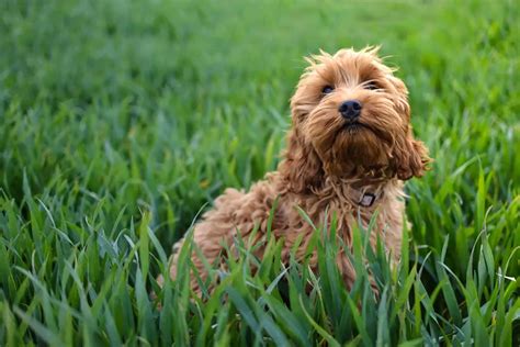 Image result for Cockapoo Breeders