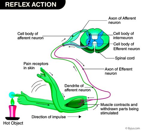 Image result for Reflex Animation