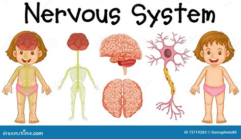Image result for Visual System Cartoon