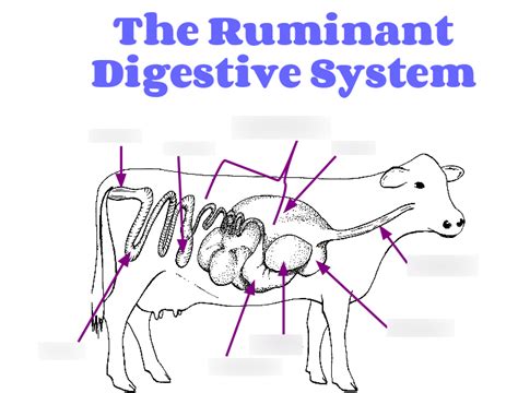 Image result for Ruminant Animals Digestive System