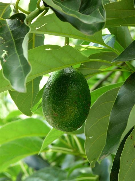 Image result for Self-Pollinating Avocado Tree
