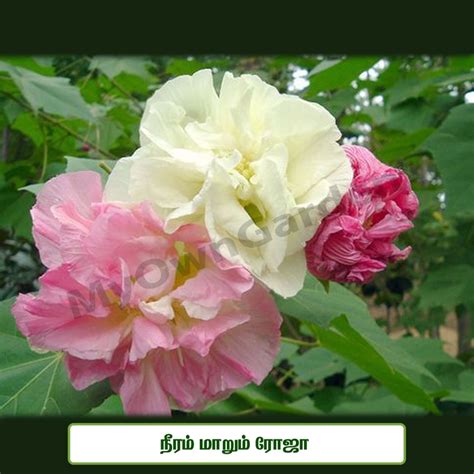 Image result for Color Changing Rose Bush