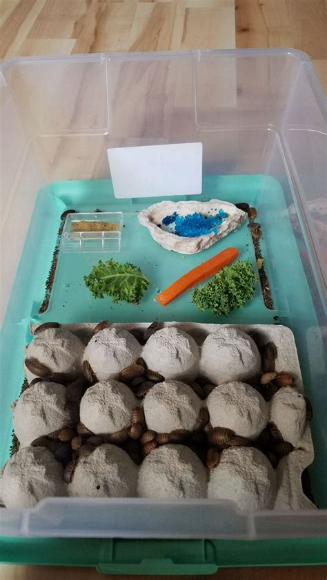 Image result for Breeding Crickets Setup