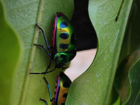 Image result for Colorful Bugs Insects