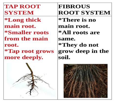 Image result for Root Structure and Function