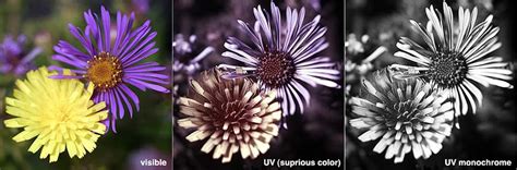 Image result for Ultraviolet Photography Examples