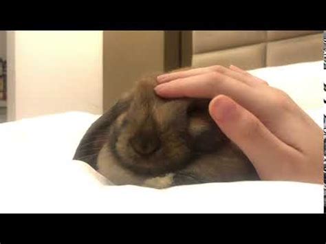 Image result for Rabbit Squeaking