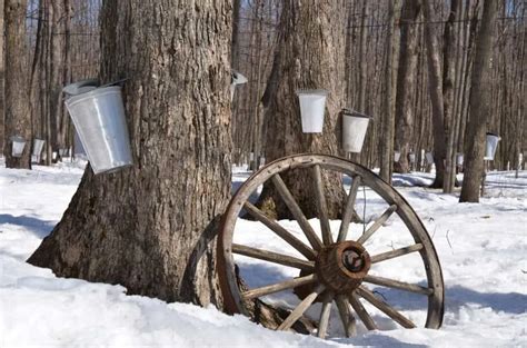Image result for Quebec Maple Syrup Making