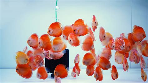Image result for Red Melon Discus