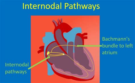 Image result for Cardiac Internodal Pathways