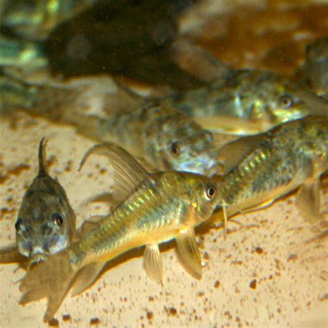 Image result for Peppered Discus