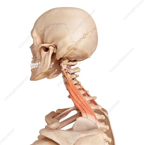 Image result for Human Body Neck Muscles