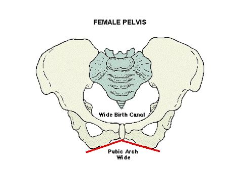 Image result for Normal Partograph