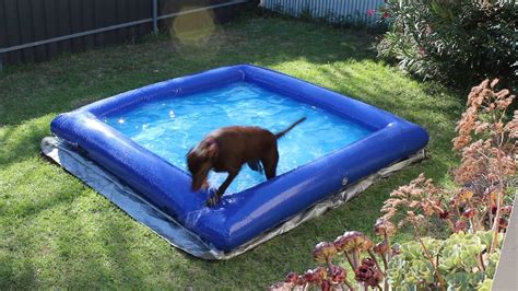 Image result for Inflatable Dog Pool