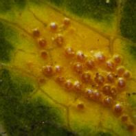 Image result for Asian Pear Rust