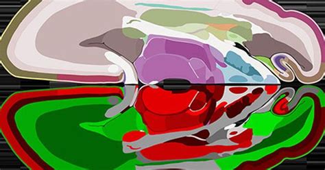 Image result for The Human Brain Map Project