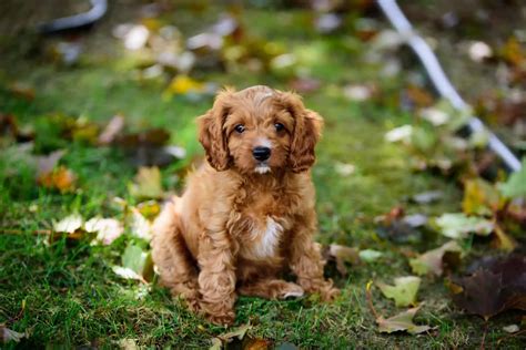Image result for Golden Cavapoo