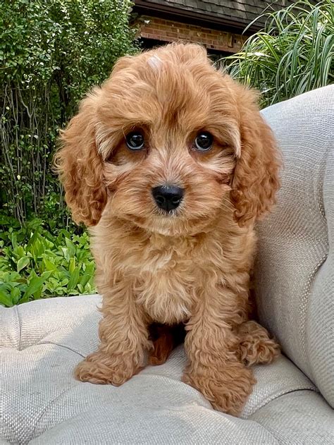 Image result for Sheltie Cavapoo Puppy