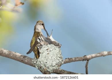 130 Ruby Throated Hummingbird Nest Images, Stock Photos, 3D objects ...