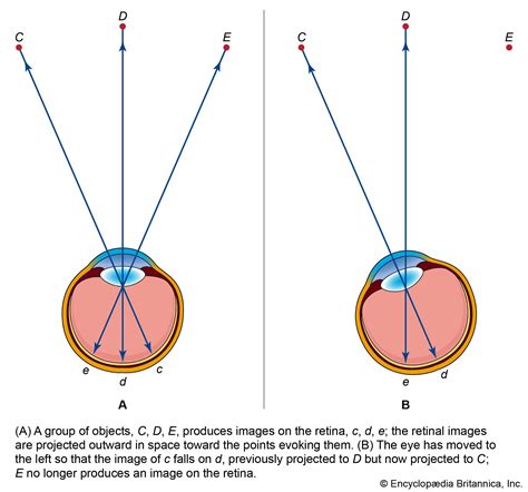 Image result for Visual System Retina