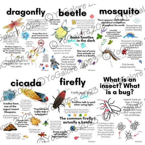 Image result for Insect Facts