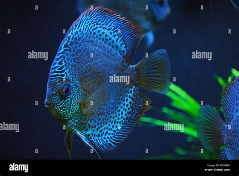 Image result for Royal Blue Discus