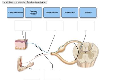 Image result for Components of Reflex Arc