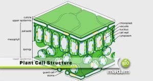 Function of Cell Wall in a Plant Cell - biomadam