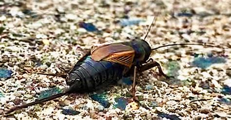 Image result for Cricket Insect Identification