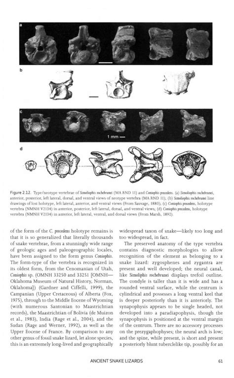 Image result for Snakes Origins Explained