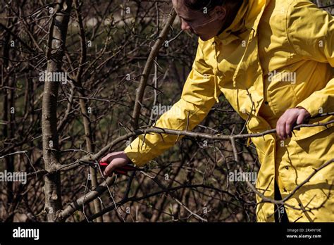 Image result for Pruning Tree Branches Spring