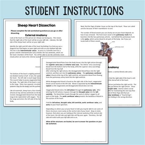 Image result for Human Heart Dissection