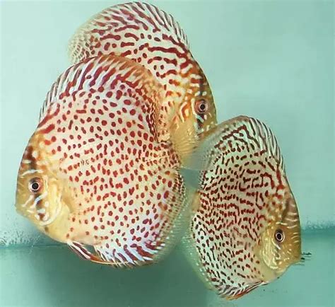 Image result for Discus Colors