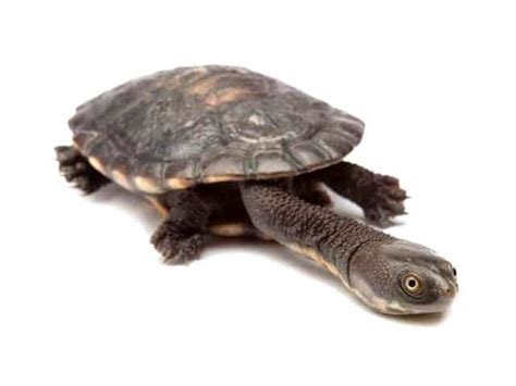 Image result for Long Neck Turtle